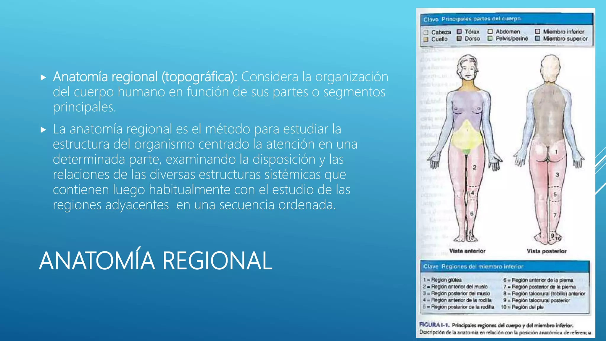 Anatomía Descriptiva | PPTX
