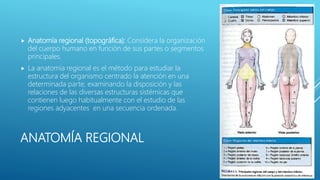 Anatomía Descriptiva | PPTX