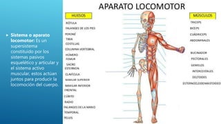 Anatomía Descriptiva | PPTX