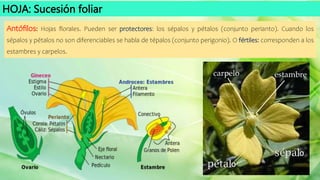 Unidad II.C Anatomía y clasificación de la hoja.pptx