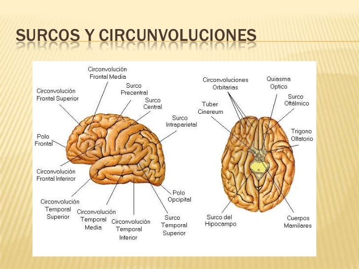 Unidad III y IV anatomia cerebral