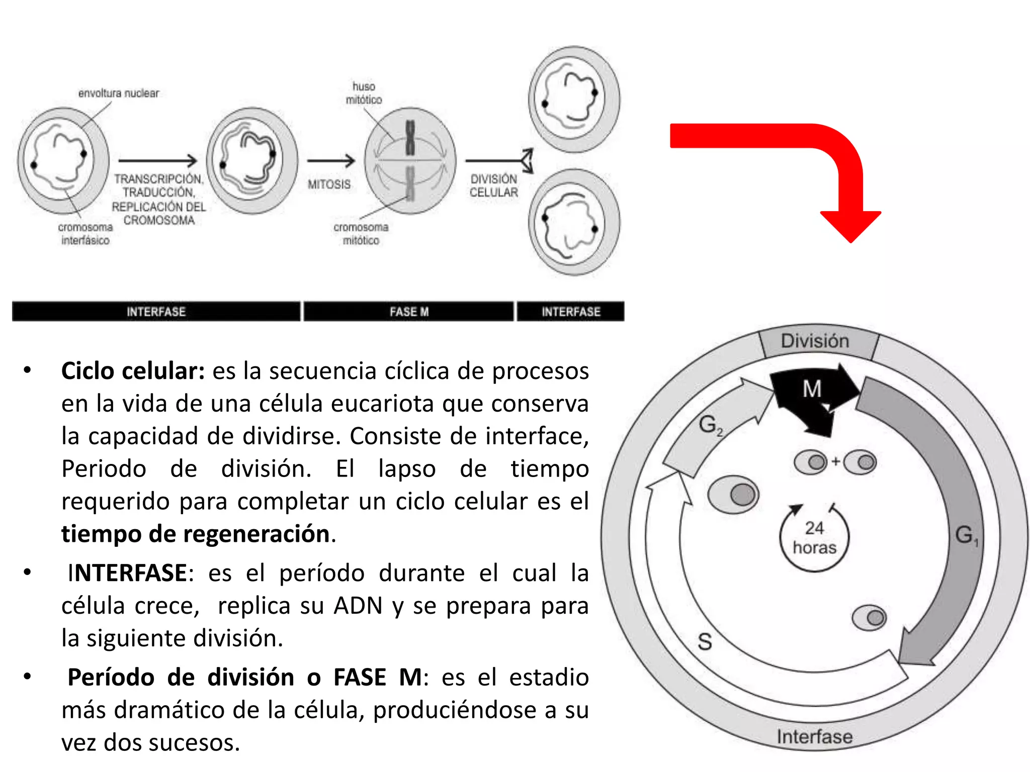 CICLO CELULAR | PPTX