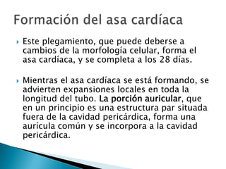 embriologia del corazon | PPTX