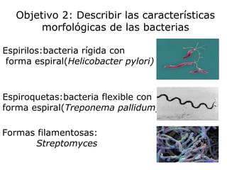 Unidad iii (estructura bacteriana) | PPT