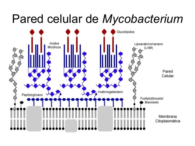 Unidad iii (estructura bacteriana)