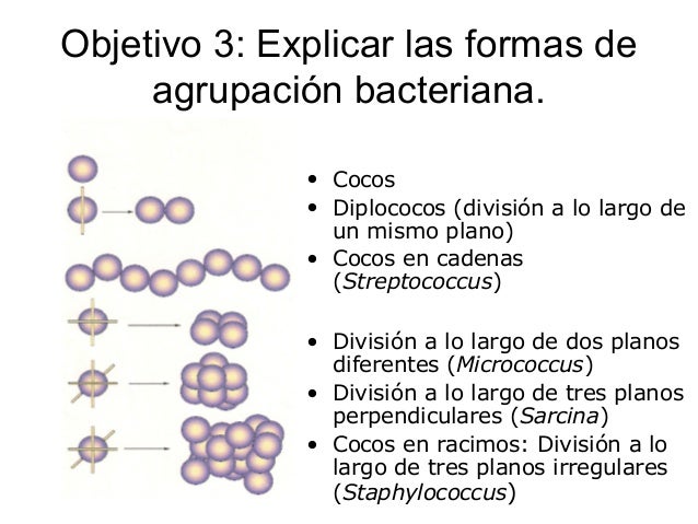 Unidad iii (estructura bacteriana)