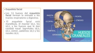 El SISTEMA ÓSEO,CARACTERISTICAS,FUNCIONES,TIPOS DE HUESO, | PPTX