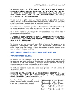 Envoltura Nuclear | DOCX