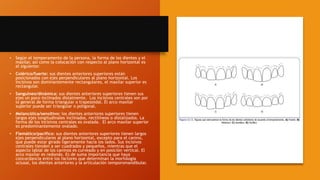 Características descriptivas de los dientes y división anatómica | PPTX