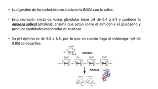 UNIDAD IV - METABOLISMO DE LOS CARBOHIDRATOS.pptx