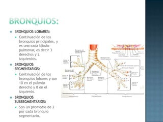 Unidad 4 Aparato Respiratorio Partes Que Lo Integran | PPTX