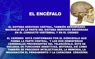 Anatomía del Sistema Nervioso Central: Telencéfalo y Cerebelo en ...