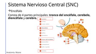 Unidad IV Fisiología Sistema Nervioso.Guyton.pptx