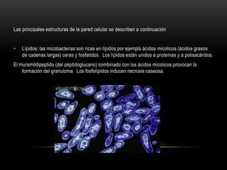 Estructura Celular De Las Micobacterias