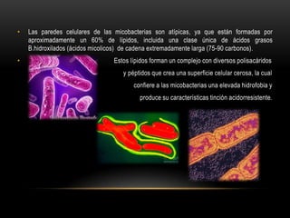 Estructura Celular De Las Micobacterias
