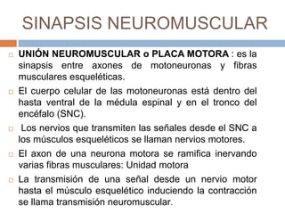 Unidad motora y sinapsis neuromuscular | PPTX