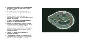 Unidad No. 2 Protozoario intestinales, de sangre y tejidos ...