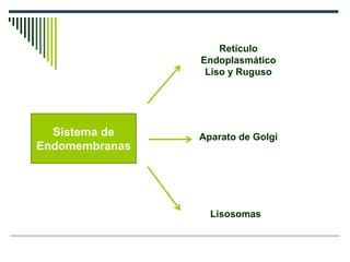 Unidad V - Sistema de Endomembranas - Parte I.pptx