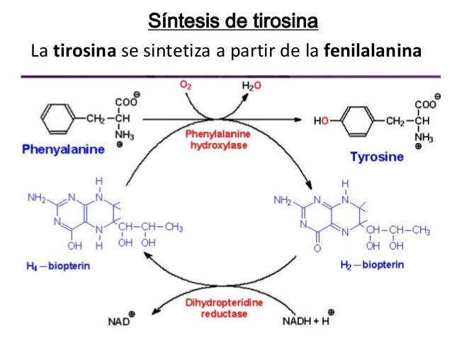 Unidad VIII Metabolismo de aminoácidos