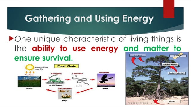 Unifying-Themes-1.1_EARTH AND LIFE SCIENCE1.pptx