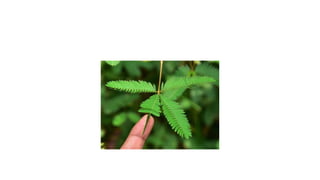 Exploring the Unifying Themes of Life in Biology: Understanding ...