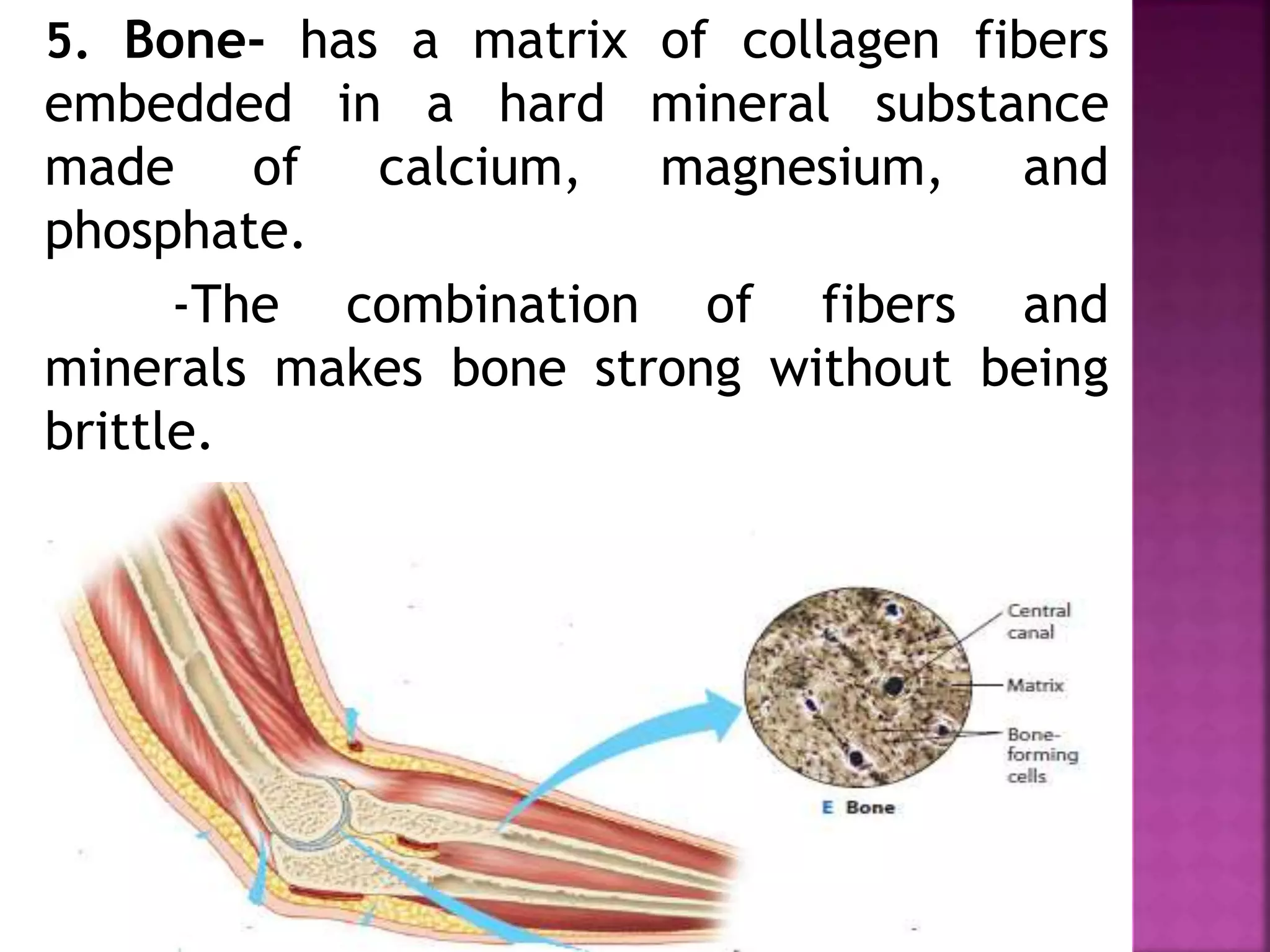 Unifying concepts of animal structure and function | PPTX