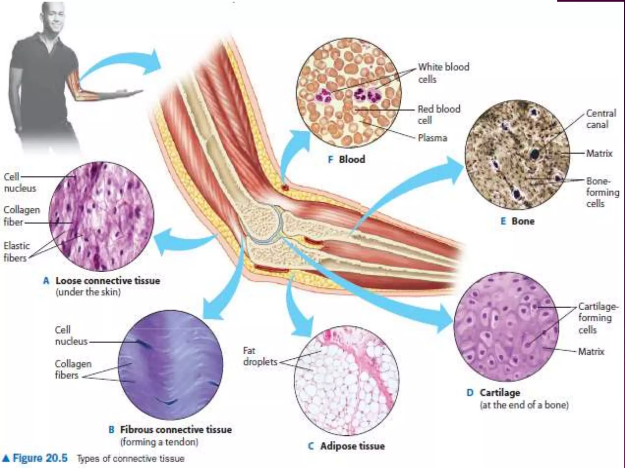Unifying concepts of animal structure and function | PPTX