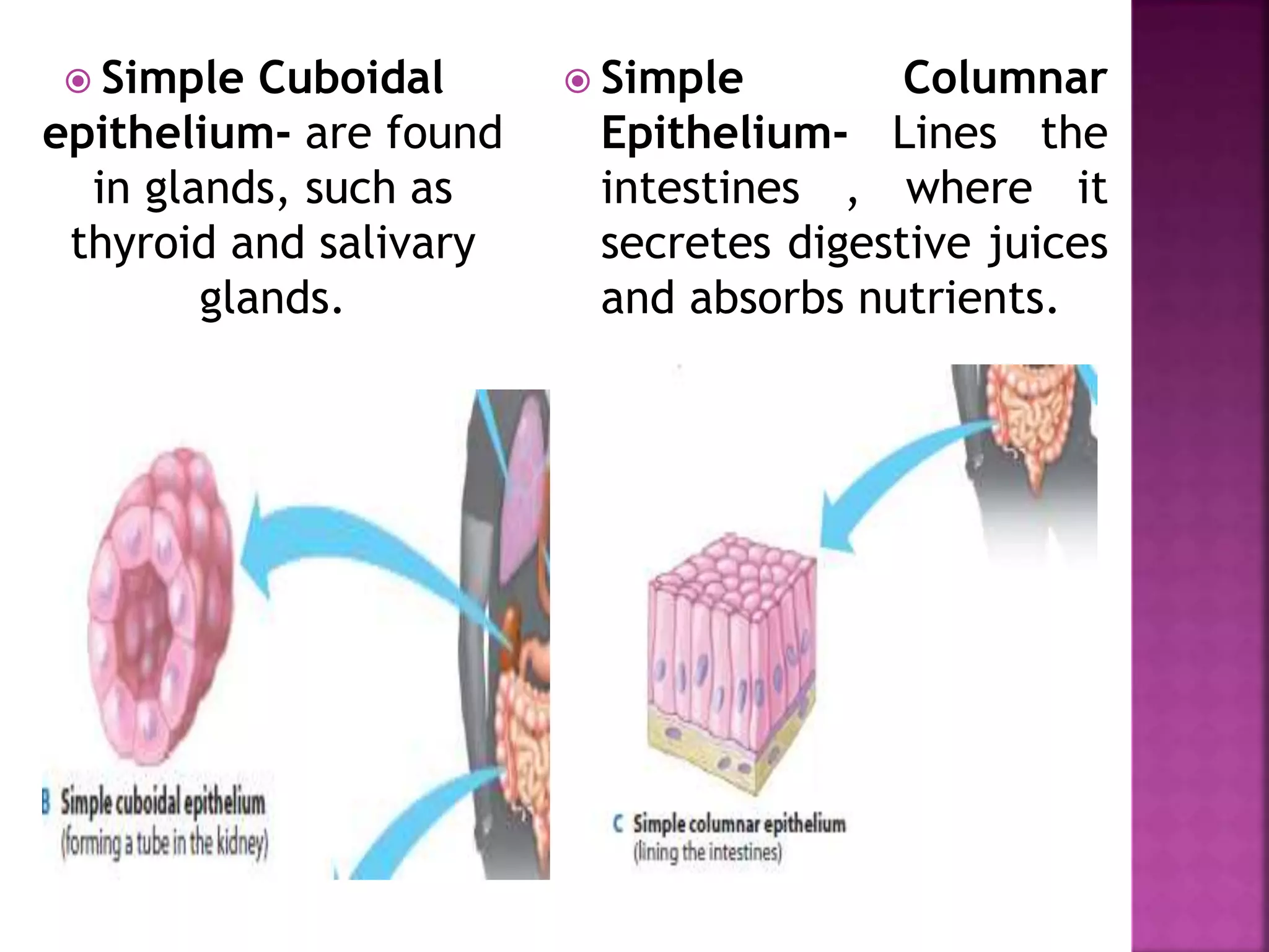 Unifying concepts of animal structure and function | PPTX