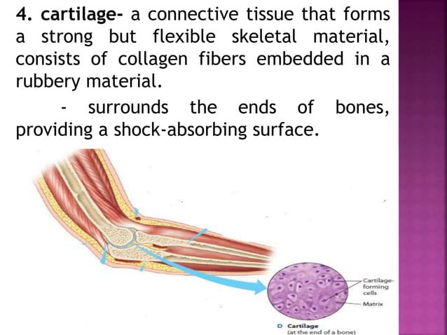 Unifying concepts of animal structure and function | PPTX