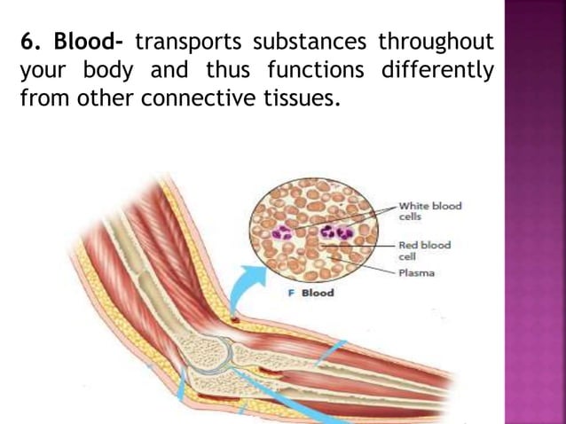 Unifying concepts of animal structure and function | PPTX