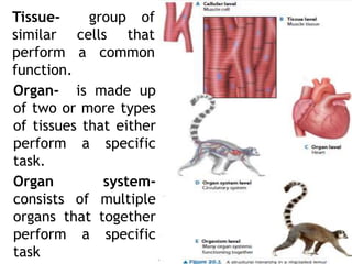 Unifying concepts of animal structure and function | PPTX