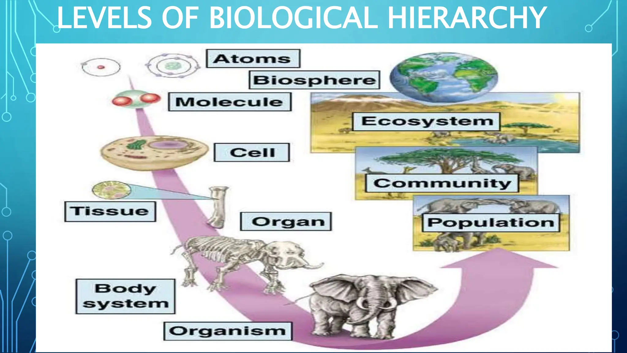 Unifying Themes in the Study of Life.pptx