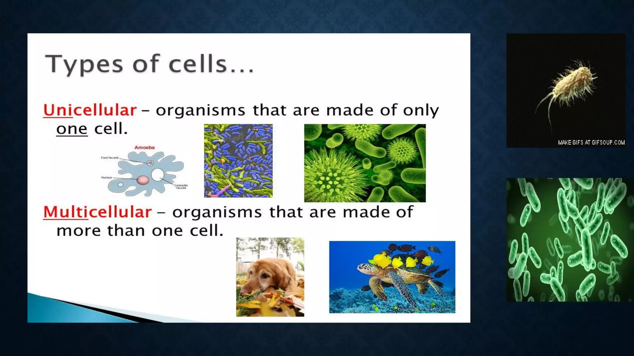 Unifying Themes in the Study of Life | PDF