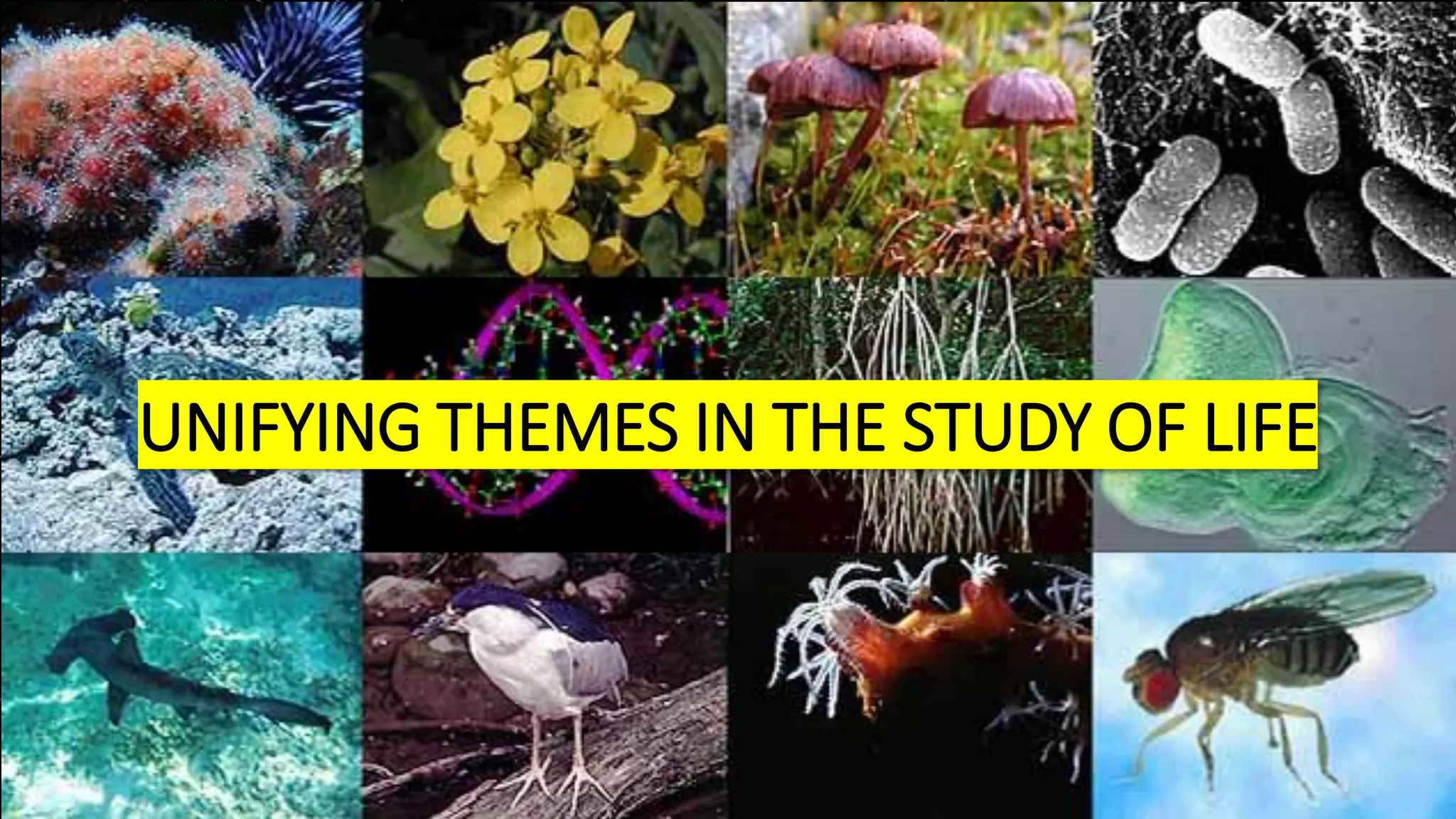 Unifying Themes in the Study of Life | PDF
