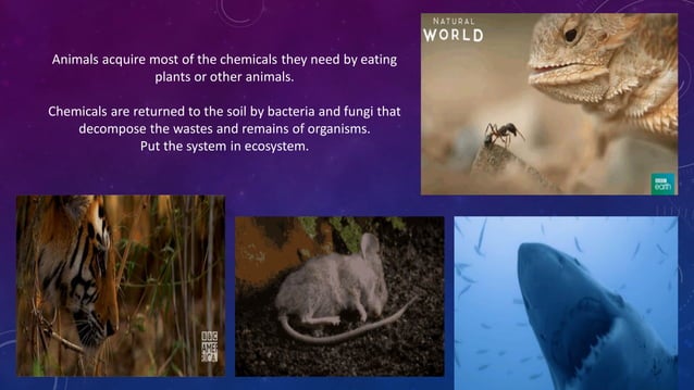 Unifying Themes in the Study of Life | PDF | Biological Sciences | Science