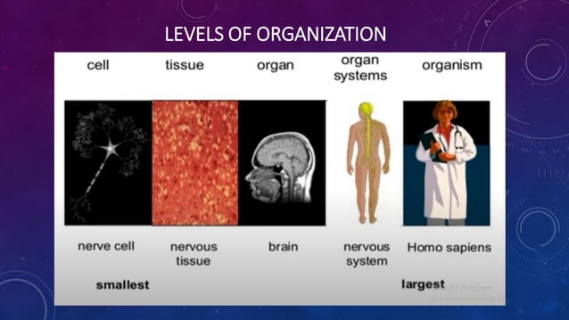Unifying Themes in the Study of Life | PDF | Biological Sciences | Science