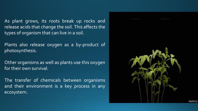 Unifying Themes in the Study of Life | PDF | Biological Sciences | Science