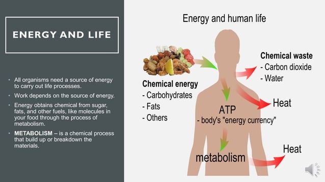 Unifying Themes in the Study of Life | PDF | Biological Sciences | Science