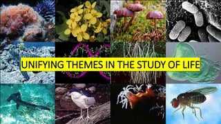 Unifying Themes in the Study of Life | PPT