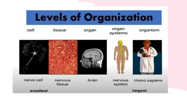 Unifying Themes in the Study of Life 2.pptx