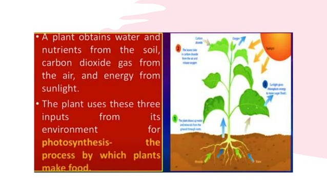 Unifying Themes in the Study of Life 2.pptx