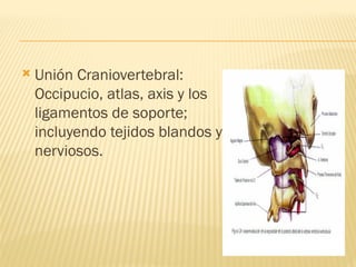 Anatomía de la Unión Craneocervical.pptx