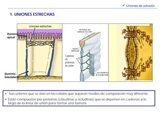 Uniones celulares | PDF