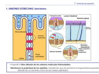 Uniones celulares | PDF