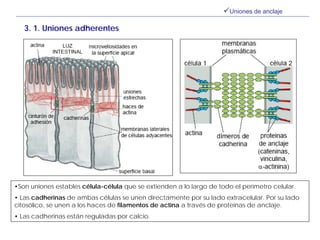 Uniones celulares | PDF