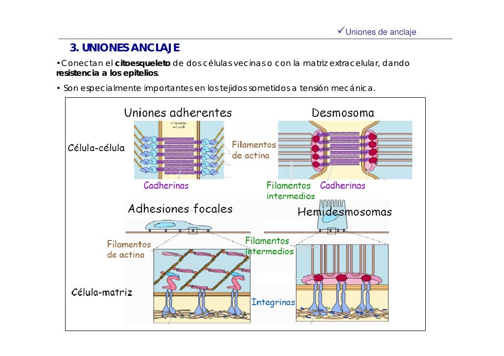 Uniones celulares