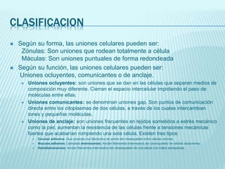 Uniones celulares | PPTX