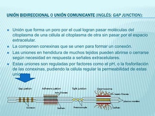 Uniones celulares | PPTX