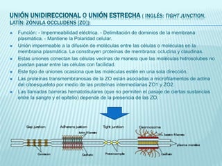 Uniones celulares | PPTX