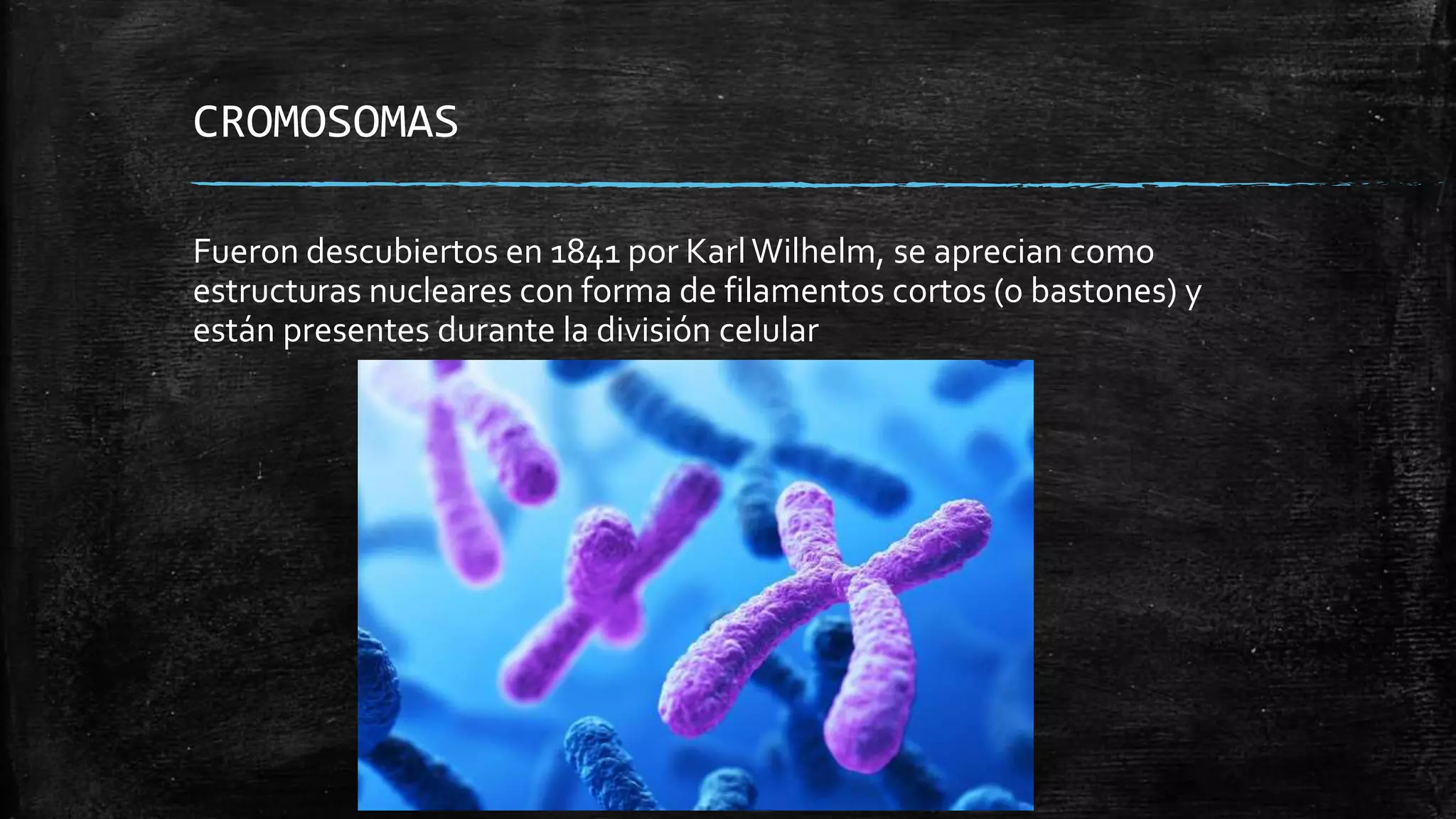 UNIONES CELULARES, NÚCLEO Y CROMOSOMAS.pptx | Biological Sciences | Science